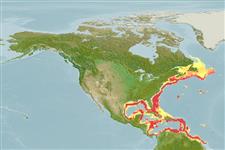 Laemonema barbatulum, Shortbeard codling
