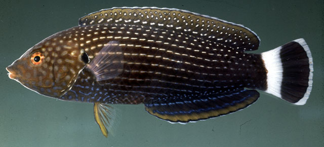 Anampses Lineatus