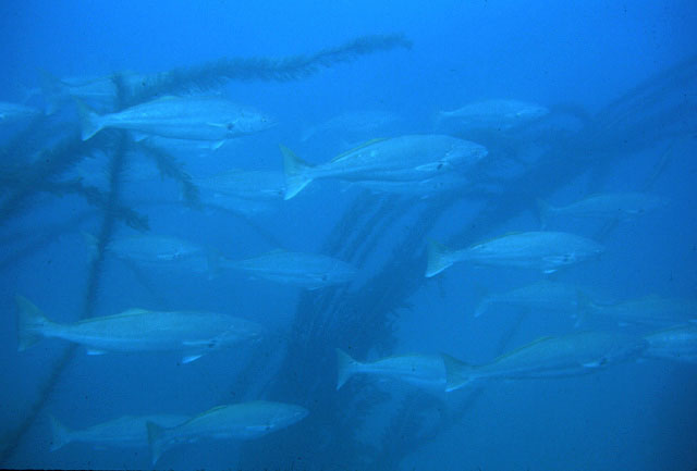 Available Family for Sciaenidae