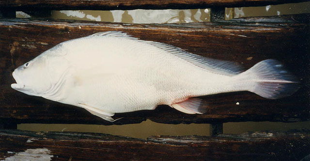 Available Family for Sciaenidae