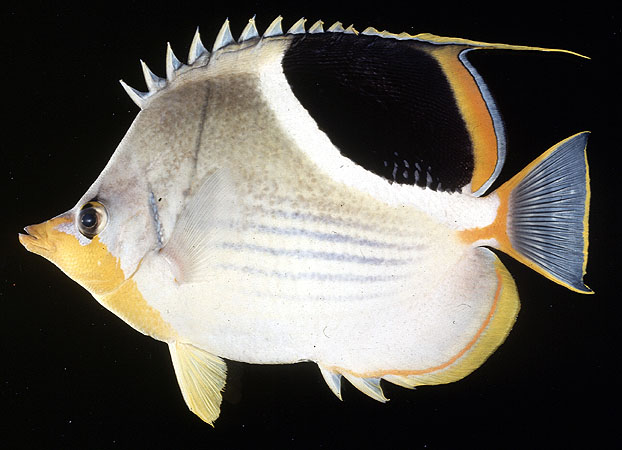 Kikakapu Fish