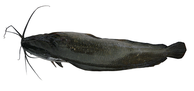 Clarias batrachus