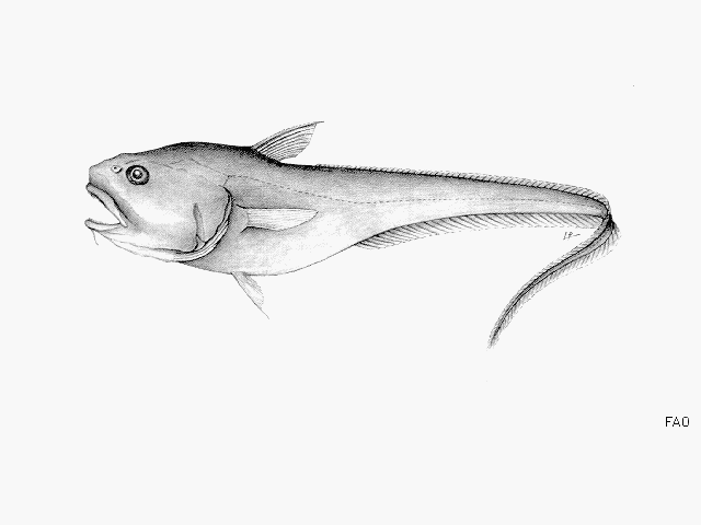 Giant Grenadier Fish