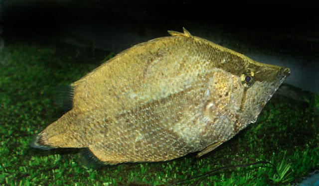 South American Leaf Fish