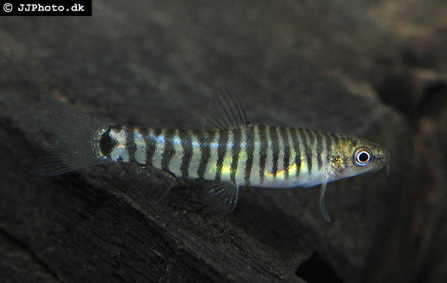 Best Photos in FishBase