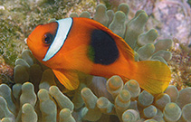 Amphiprion ephippium, Saddle anemonefish : fisheries, aquarium