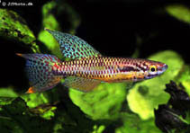 Best Photos in FishBase