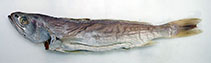 Atractoscion atelodus, Small lunate caudal fin croaker : fisheries