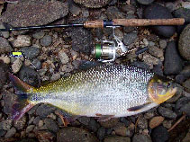 Brycon moorei, Dorada : fisheries, aquaculture, gamefish