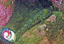 Image of Caffrogobius nudiceps (Barehead goby)