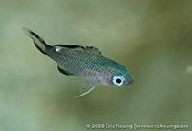 Chromis notata, Pearl-spot chromis