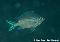 Image of Chromis notata (Pearl-spot chromis)