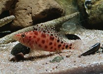 Image of Cirrhitichthys guichenoti (Cave hawkfish)