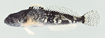 Cottus caeruleomentum, Blue Ridge sculpin