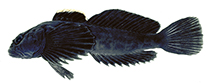 Cottus caeruleomentum, Blue Ridge sculpin