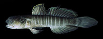 Cryptocentrus multicinctus, Multibarred shrimpgoby