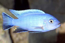 Cynotilapia axelrodi : fisheries, aquarium