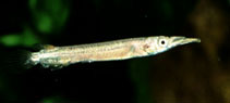 Image of Dermogenys siamensis