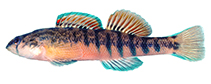 Etheostoma scotti, Cherokee darter
