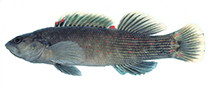 Etheostoma vulneratum, Wounded darter