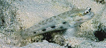Gladiogobius rex, King goby
