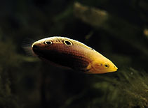 Halichoeres iridis : fisheries, aquarium