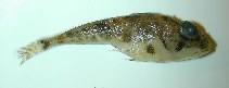 Image of Icelus spatula (Spatulate sculpin)