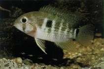 Krobia guianensis, Krobia : fisheries