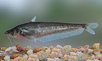 Ompok argestes, Wetzone butter catfish