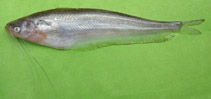 Ompok bimaculatus, Butter catfish : fisheries, aquaculture, aquarium