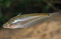 Image of Ompok ceylonensis (Dryzone butter catfish)