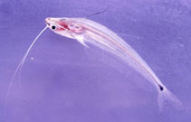 Ompok pinnatus, Long-fin glass catfish