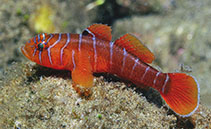 Priolepis profunda, Narrowbar reefgoby