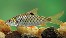 Image of Puntius dorsalis (Long snouted barb)