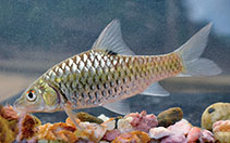 Puntius dorsalis, Long snouted barb : fisheries, aquarium