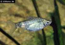 Pethia erythromycter