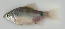 Pethia punctata