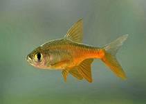 Rasboroides pallidus, Pallidus rasbora