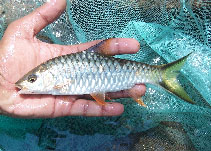 Tor malabaricus, Malabar mahseer