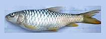 Image of Tor putitora (Putitor mahseer)