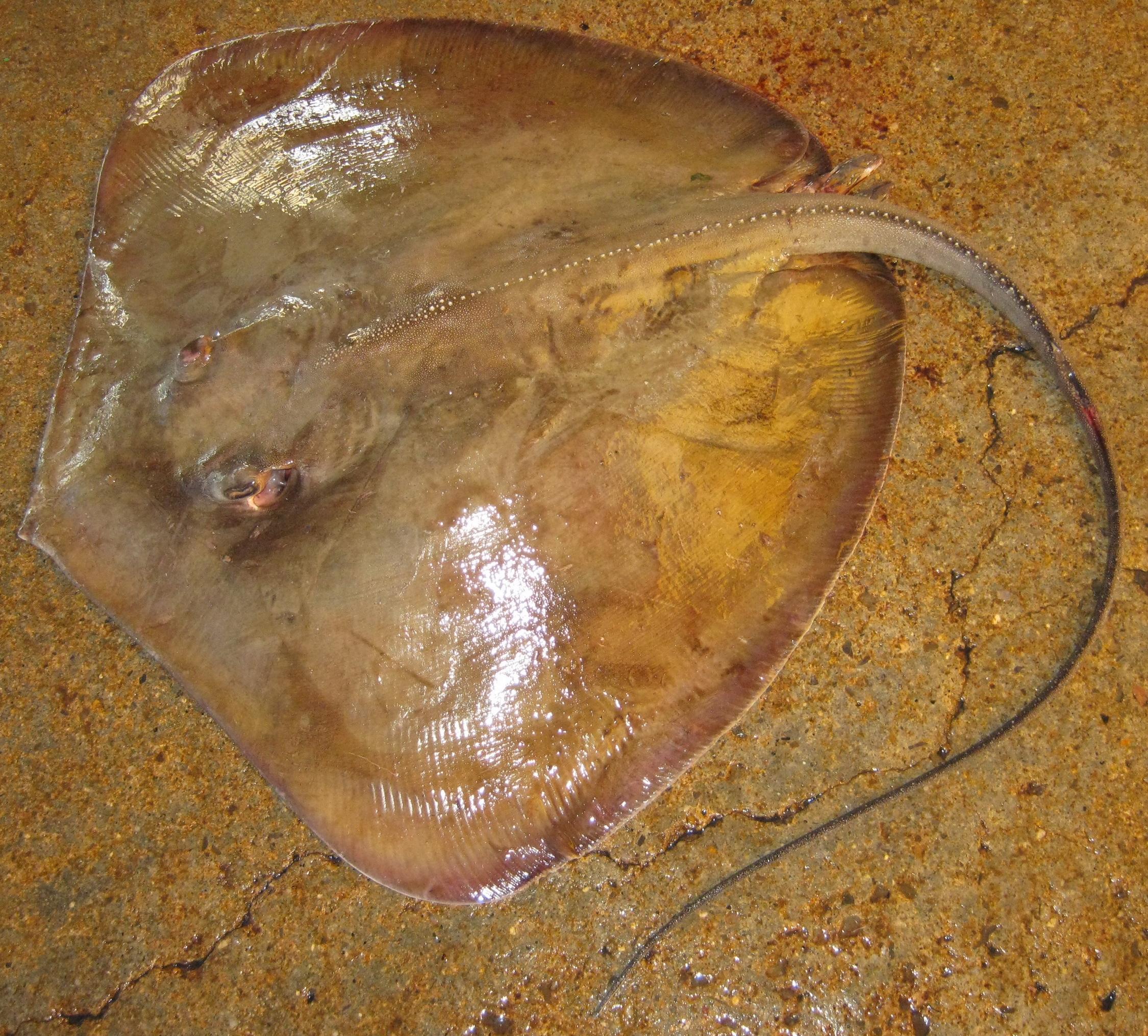 Pateobatis jenkinsii